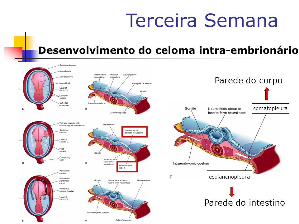 Diário De Dois Pais: Terceira Semana do desenvolvimento embrionário