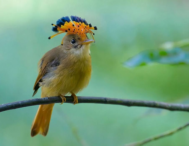 AMAZONIAN ROYAL FLYCATCHER photos - wallpapers (ανανεωμένο) | the fun bank