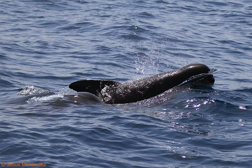 © DEMENCIA ORNITOLOGICA 43º23´N 3º13´W: Calderón común. Globicephala ...