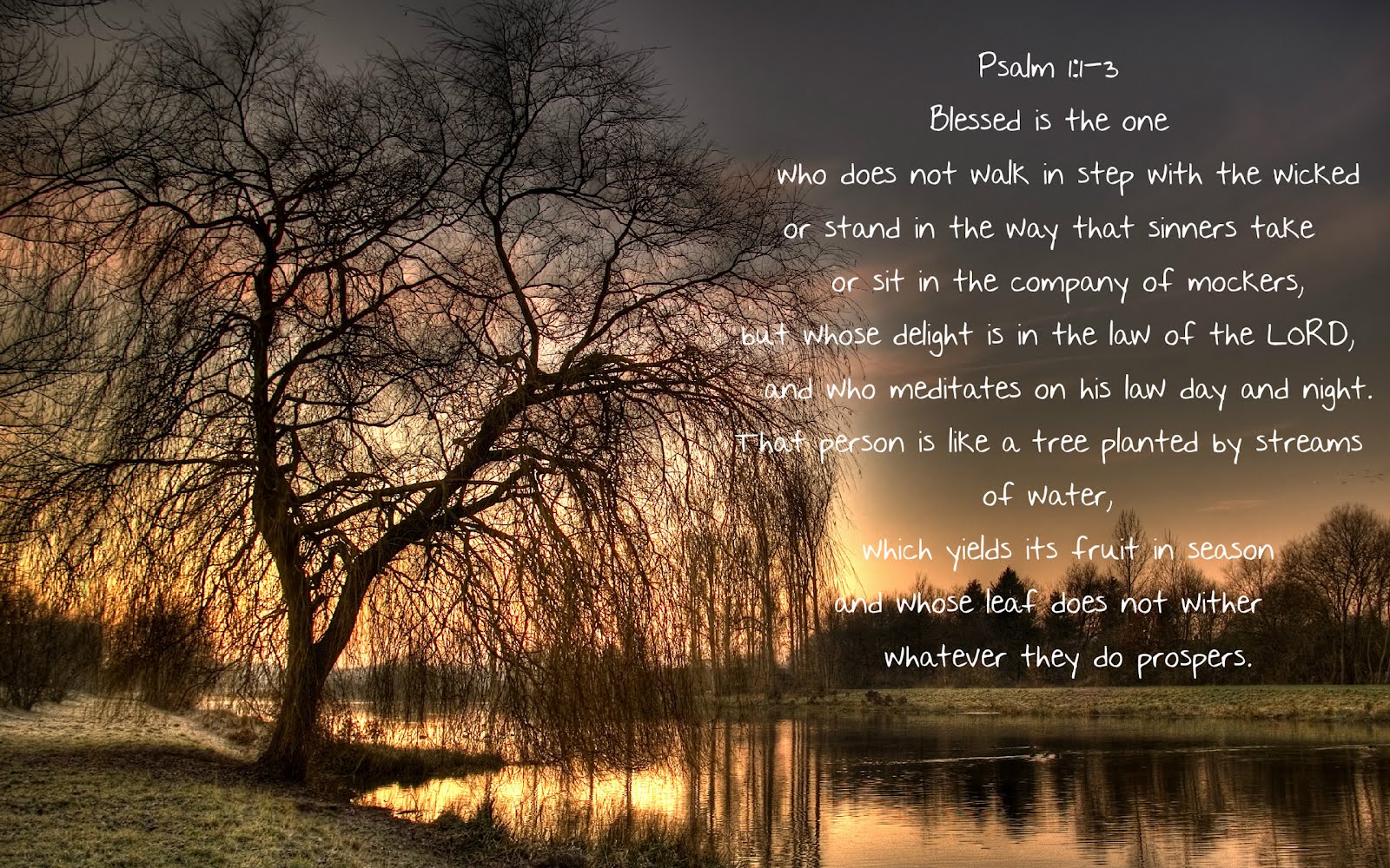 When Our Delight Overtakes Our Distractions Psalm 1 4 Women In The Word