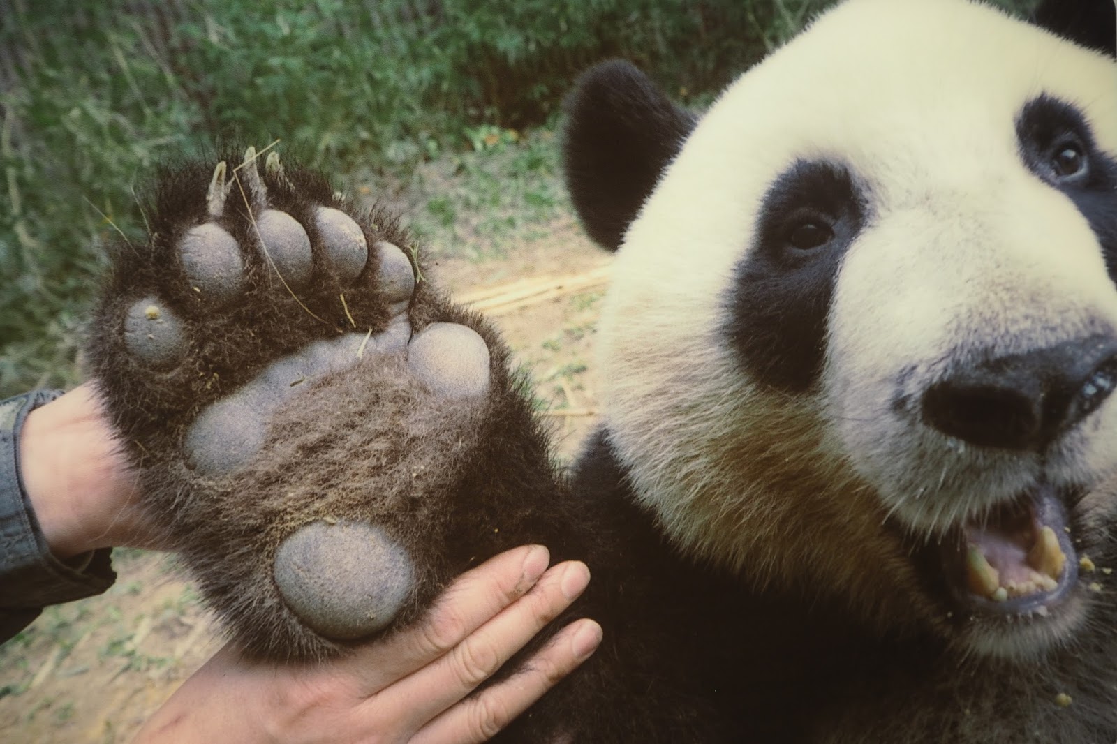 Kee Hua Chee Live!: AMBER CHIA BRINGS HER PARENTS CHIA HUN POY AND CHUA ...