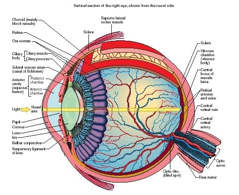 Health Care: Human Eye Anatomy Pics