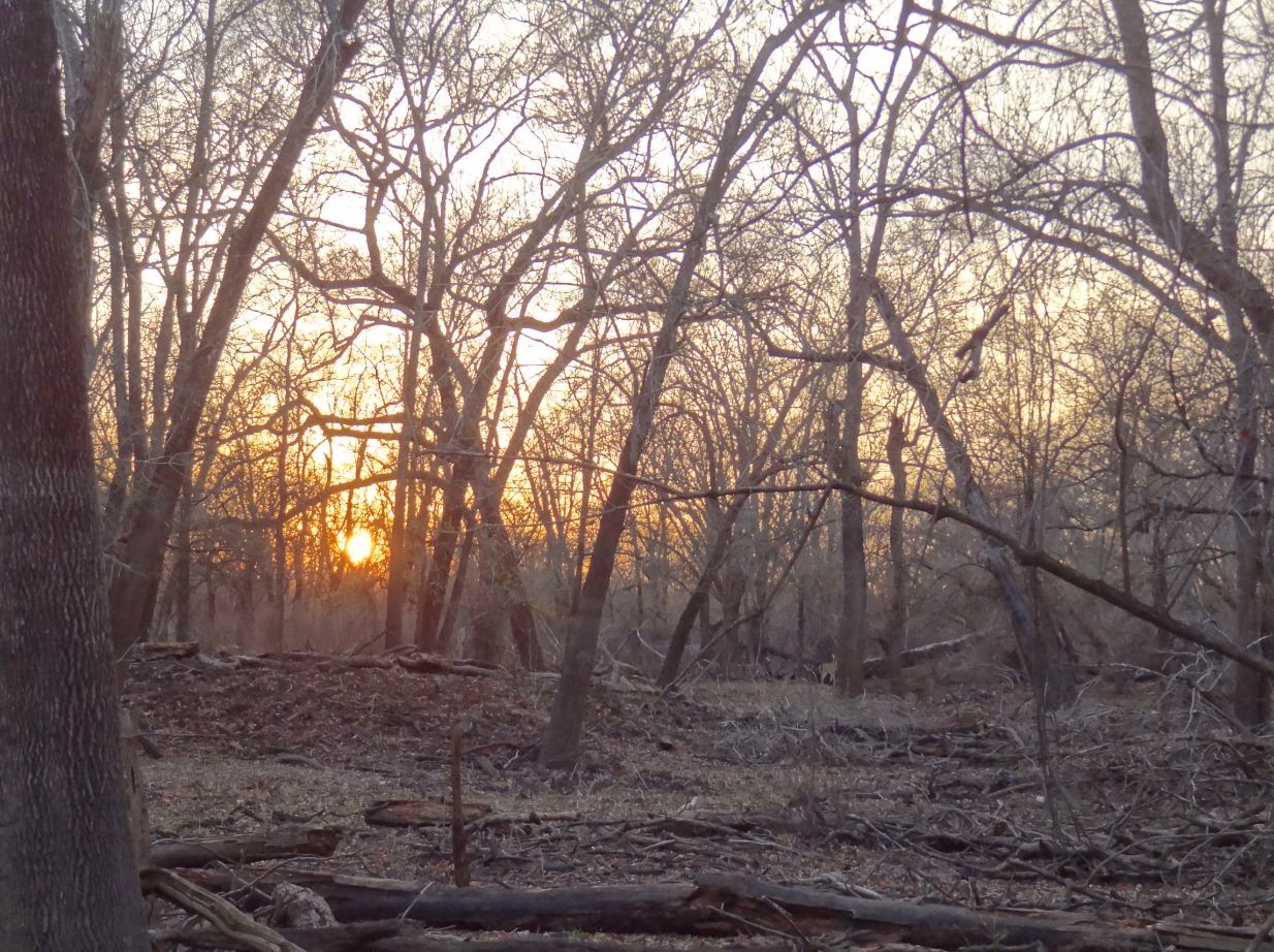 H-Town-West Photo Blog: Deer at sunset in the woods: Where is the deer?