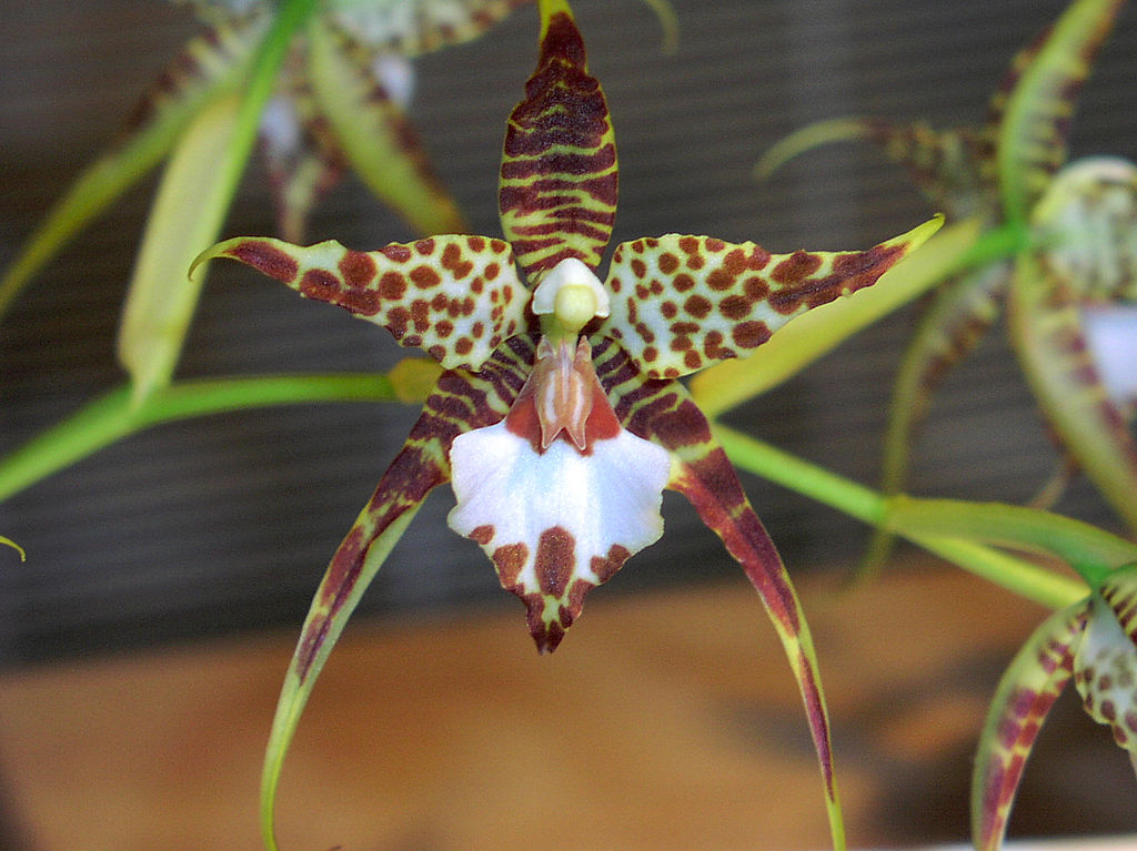 Rhynchostele cordata care and culture | Travaldo's blog