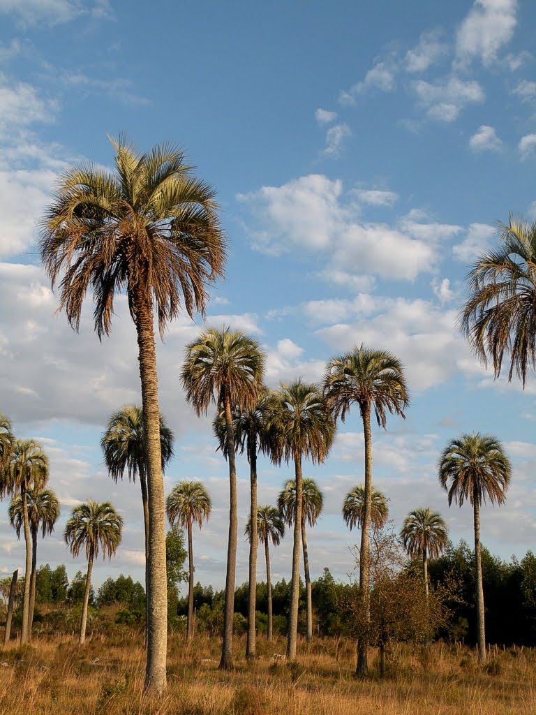 Uruguay's wildlife & Natural sanctuaries - Santuarios naturales & flora ...