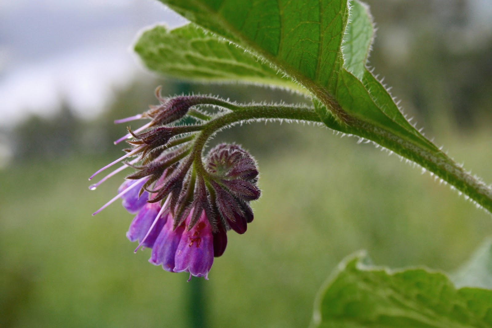 .: La consuelda, ( Sympythum officinale ), el tesoro del jardín.