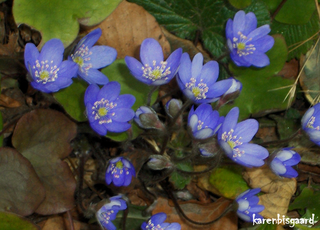Karen`s Nature Photography: Flower of Spring. Blue Anemone Hepatica.