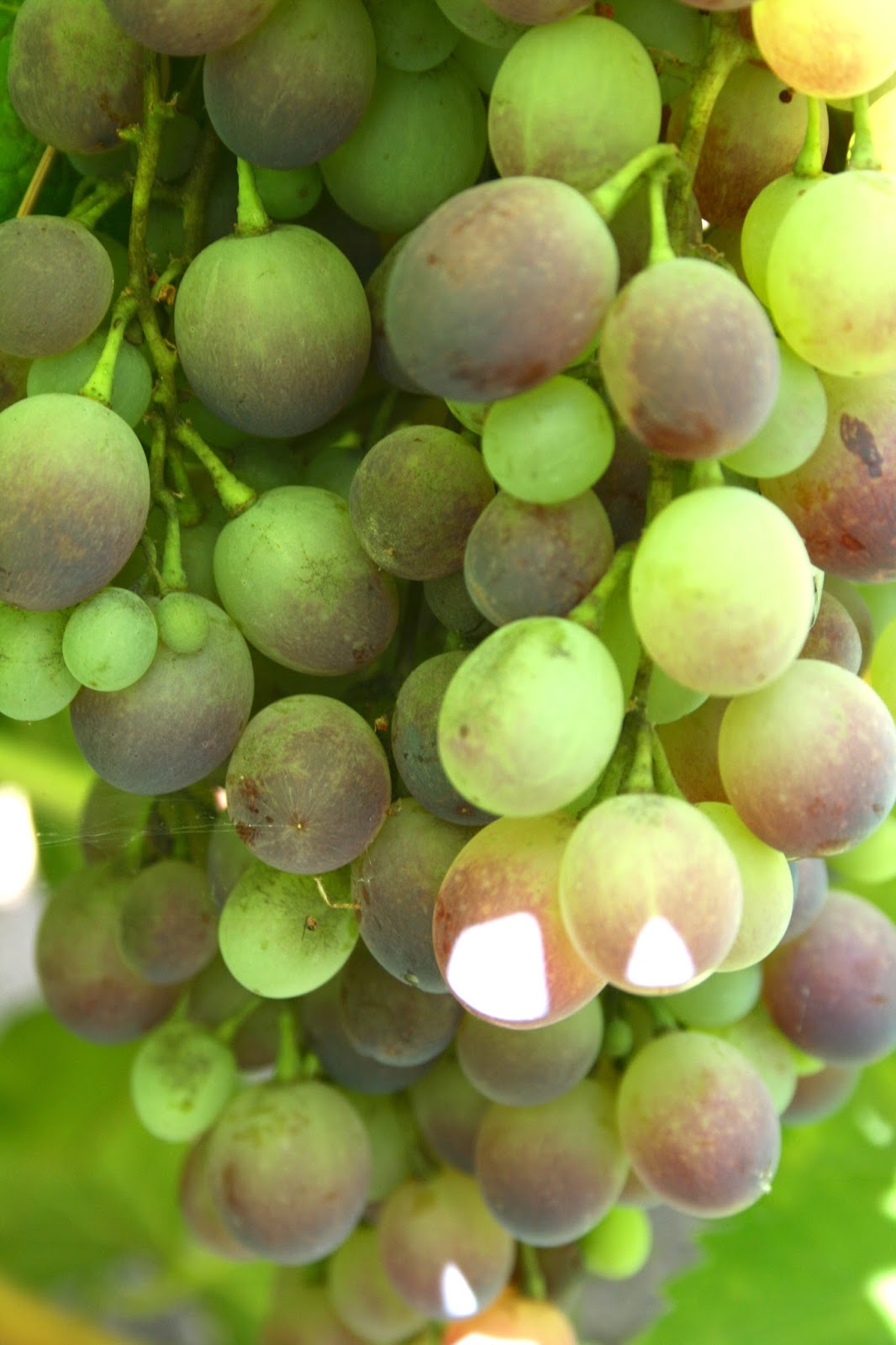 The Polished Pebble: The Polished Pebble Garden Gazette: August Issue