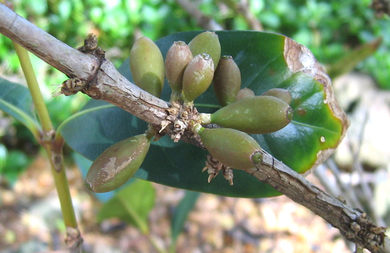 Kopi dan Jenisnya | Planet Tanaman