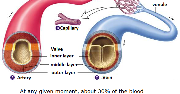 Biology Notes for IGCSE 2014: # 72 Arteries, veins and capillaries ...