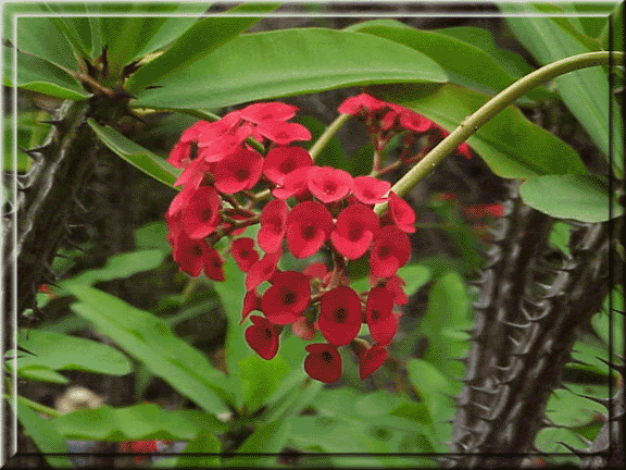 Tropical Rainforest Tropical Rainforest Common Plants tropical-rainforest-tropical-rainforest-common-plants