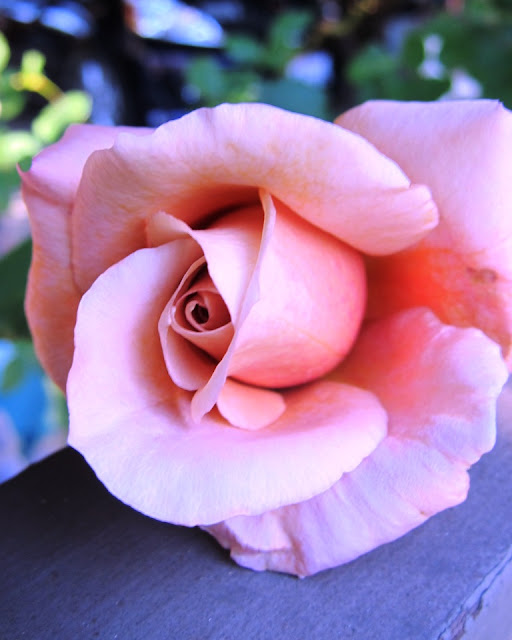 Doves Today: Rose for winter