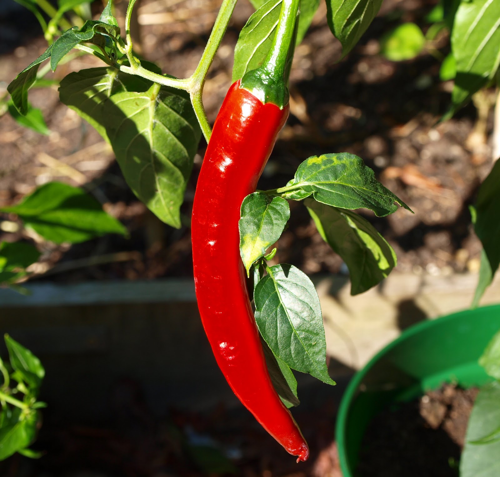 Mark's Veg Plot: Chilli Gallery