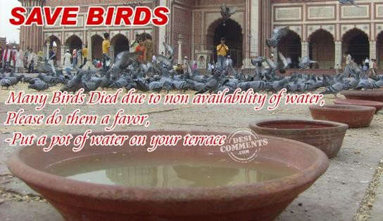 Housefullhub: Save Birds - They need us to help them.