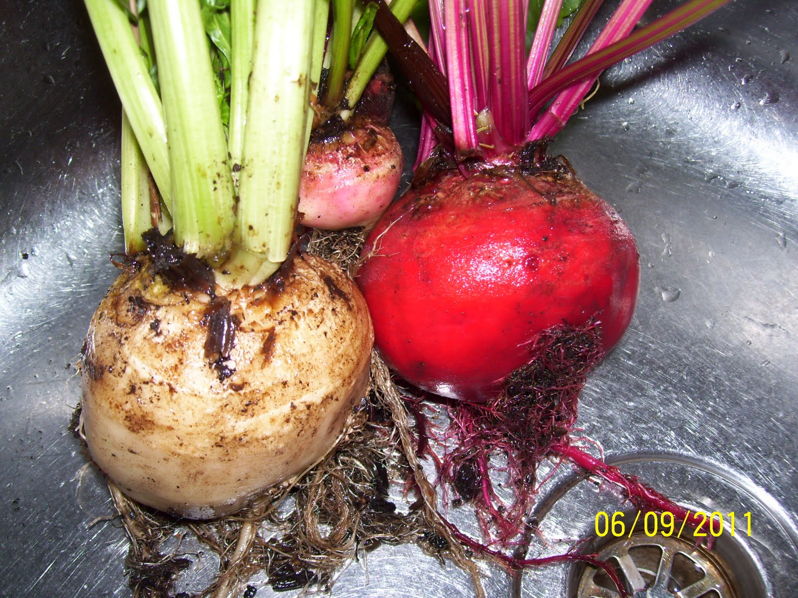 My Cooking and My Garden: B e e t r o o t s