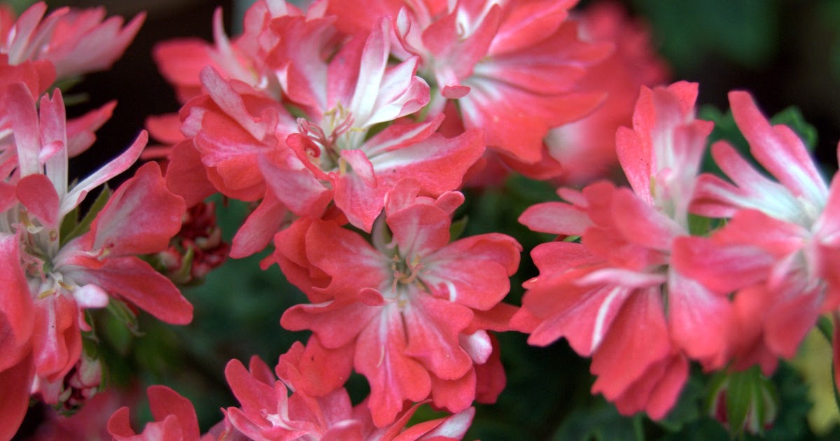 PERFECT PELARGONIUMS: Antonnia Scammell - Stellar Pelargonium
