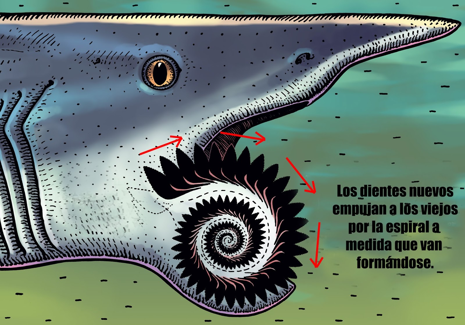 Helicoprion – Ciencia de Sofá
