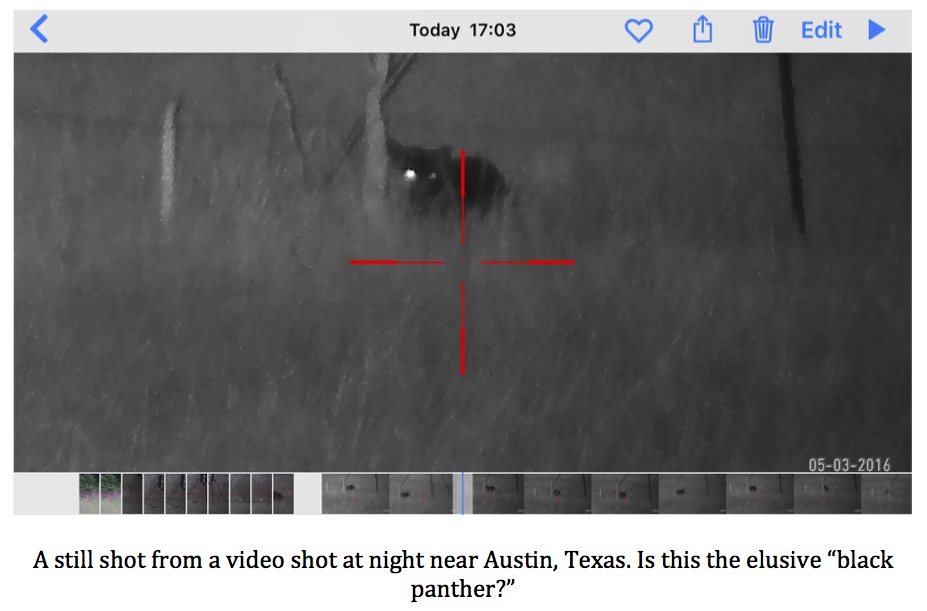 Texas Cryptid Hunter: New "Black Panther" Reports