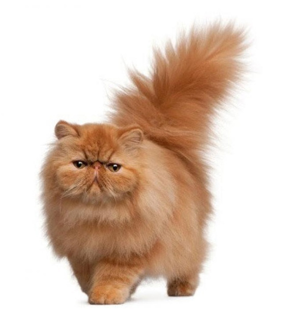 Persian cats breed