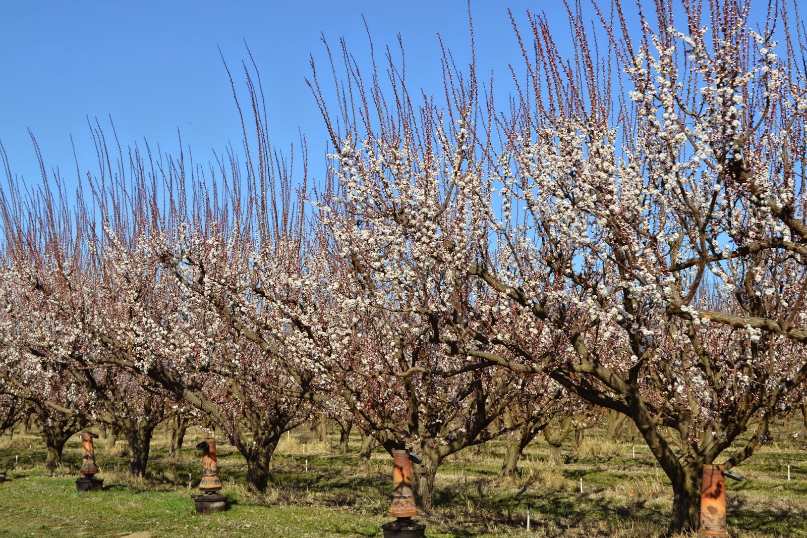Quantrell Quips: Spring is Springing