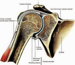 Articulatio Humeri ~ ILMU KEOLAHRAGAAN
