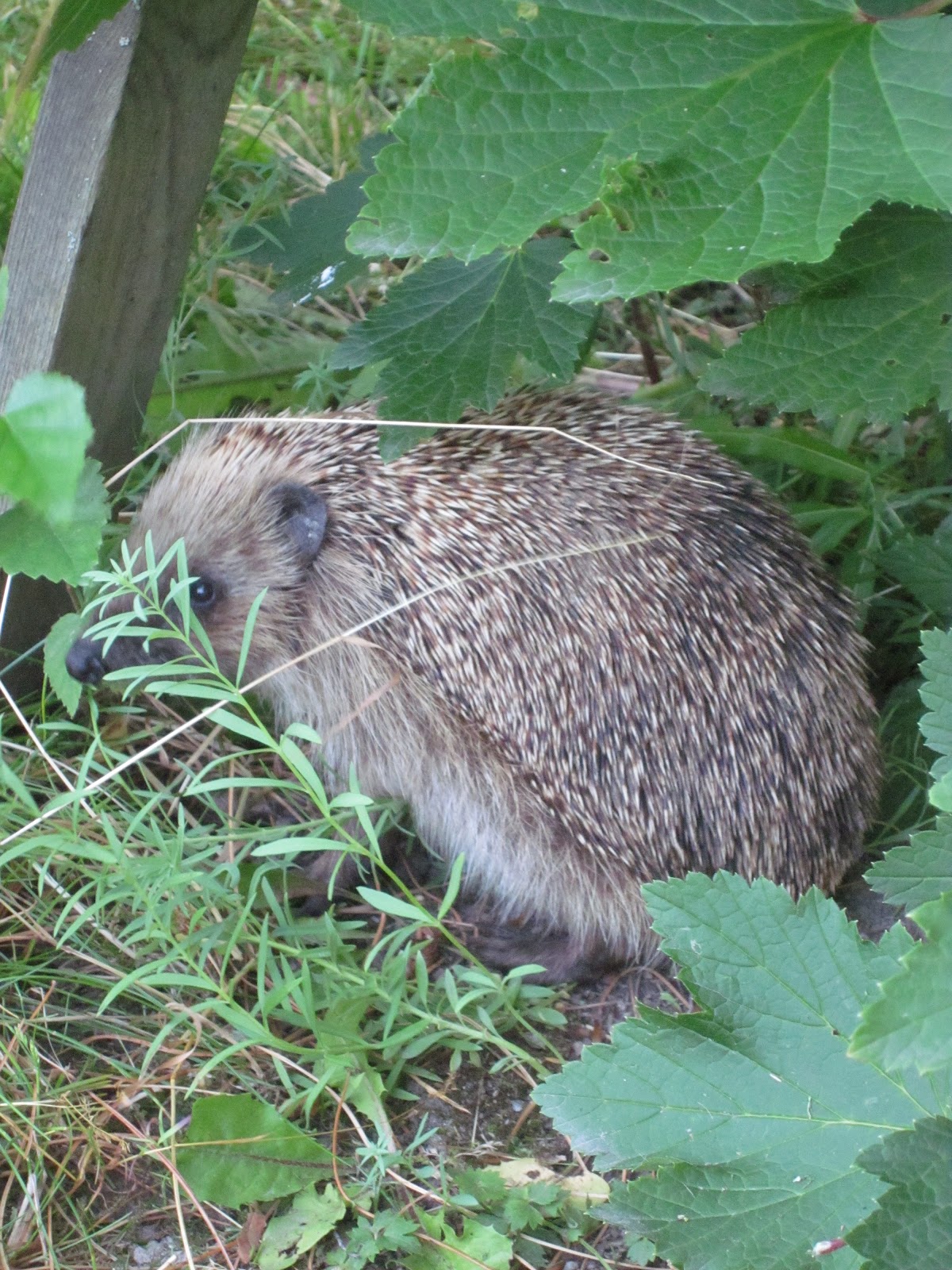 Siilitalo: Runo siilistä