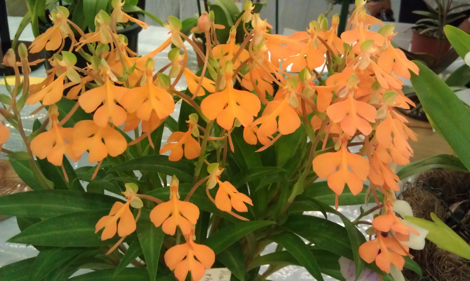 Plant Photography: 2012