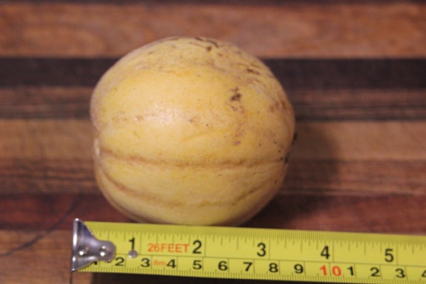 Mudflower: Days to Maturity Melon Billeberga