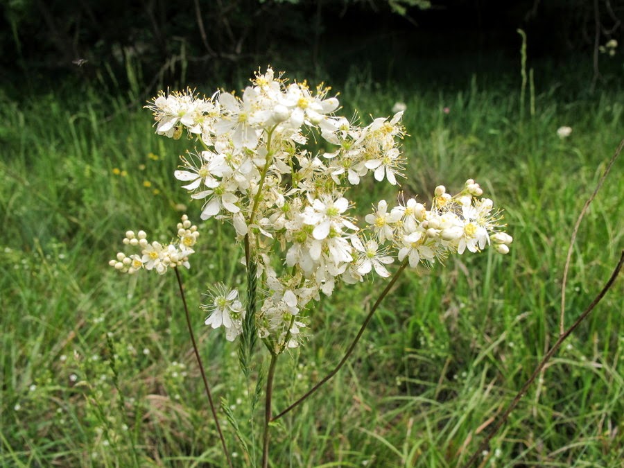 FLORA NEL SALENTO e.. anche altrove: Filipendula vulgaris Moench ...