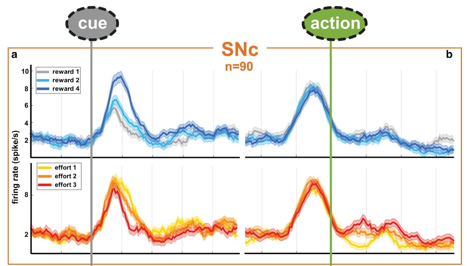 Curious Neuroscientist: Exercise and dopamine