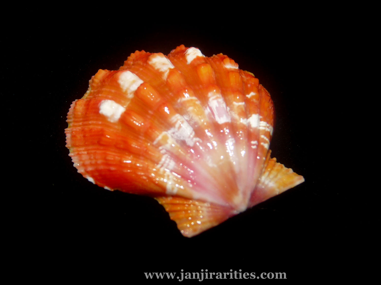 Kahelelani & Sunrise shell jewelry by.... Janjira: Red sunrise shell ...