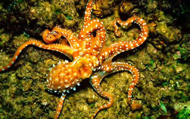 Octopus - HD Wallpapers | Earth Blog