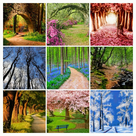 Imágenes y Mucho Mas: El Bosque, Realidad y Fantasía