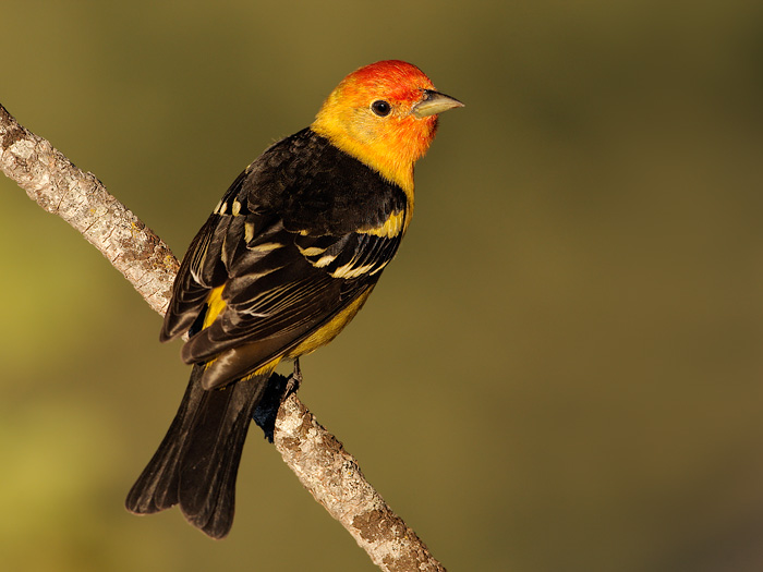 Birds: Western Tanager