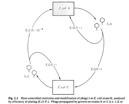 Host-controlled Restriction and Modification |Genetic Engineering Info