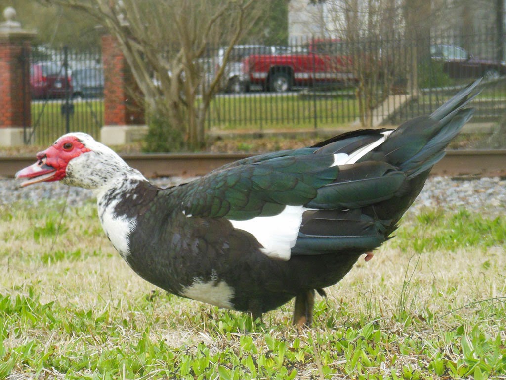 Entog | Nama, Gambar Binatang A-Z