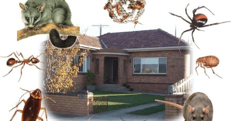 Real Pest Control: Apartment Living: How To Get the Pest Control Done?