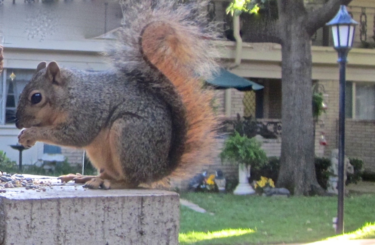 jkwgalleries: Squirrels, Fountain, Barn, Clouds, Blue Sky, Cardinal in ...