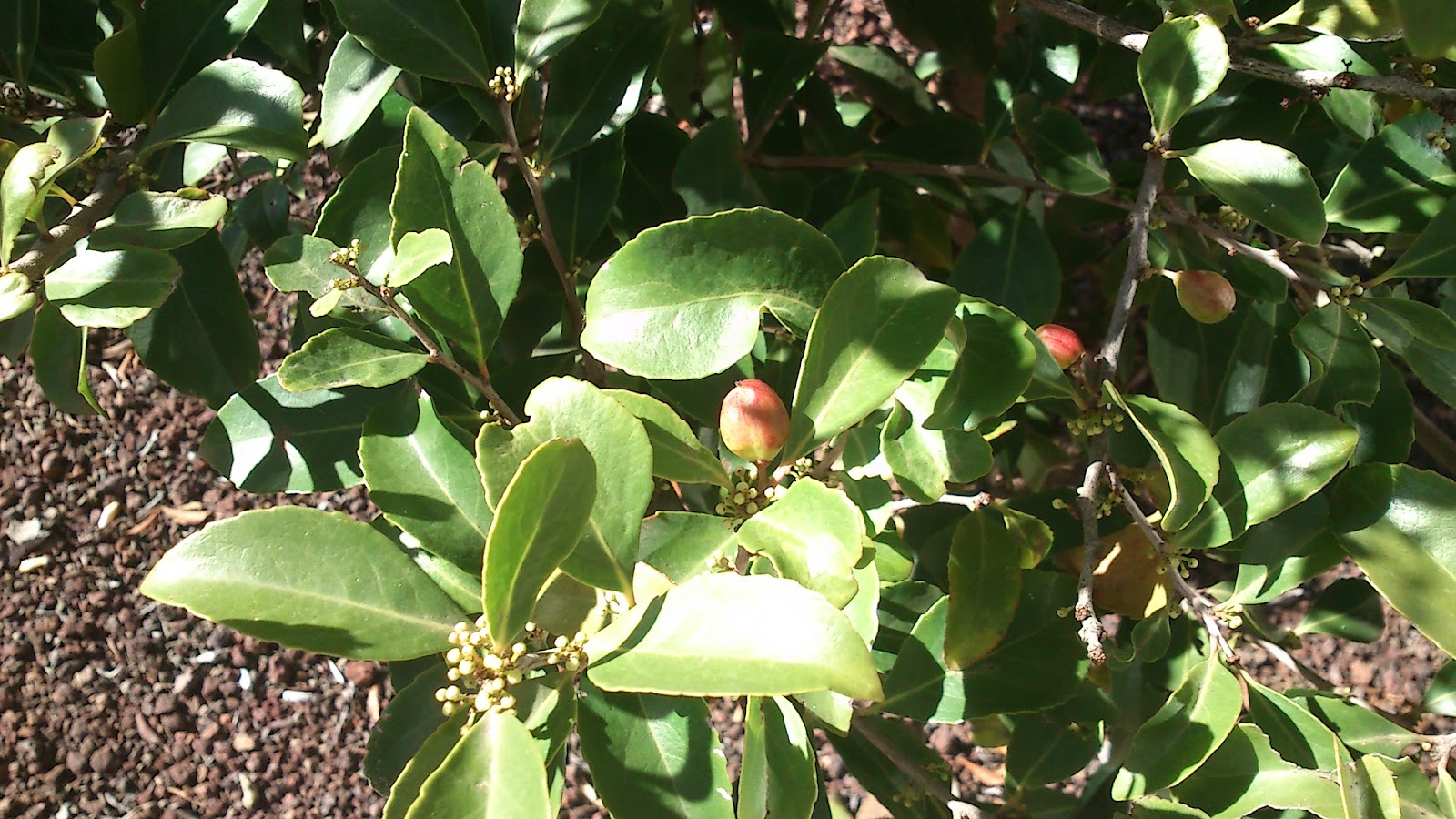 Guía Didáctica de Flora del Jardín del IES La Laboral: Peralillo