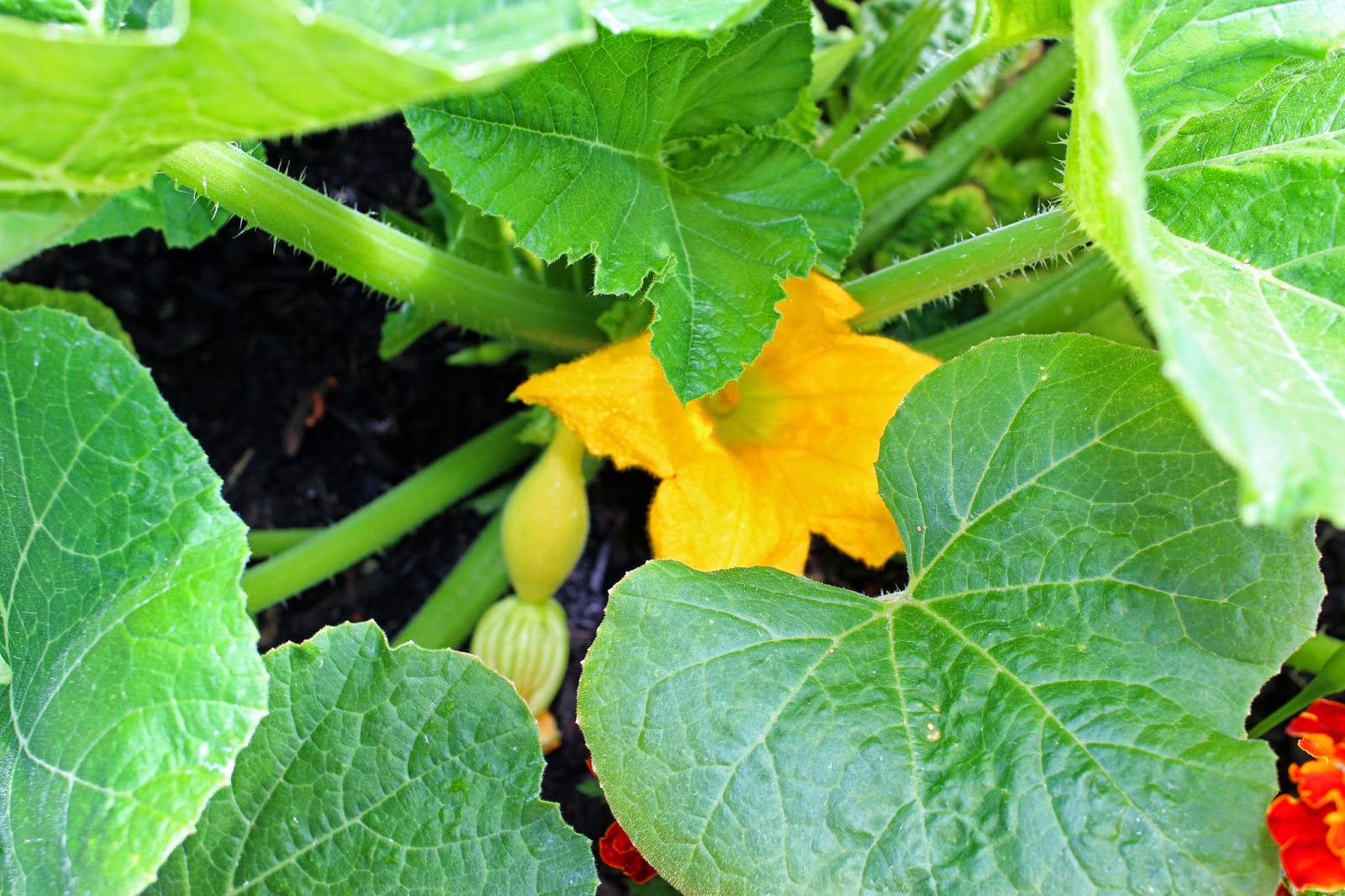 Nurturing A Simple Life: Garden Update for July 7th