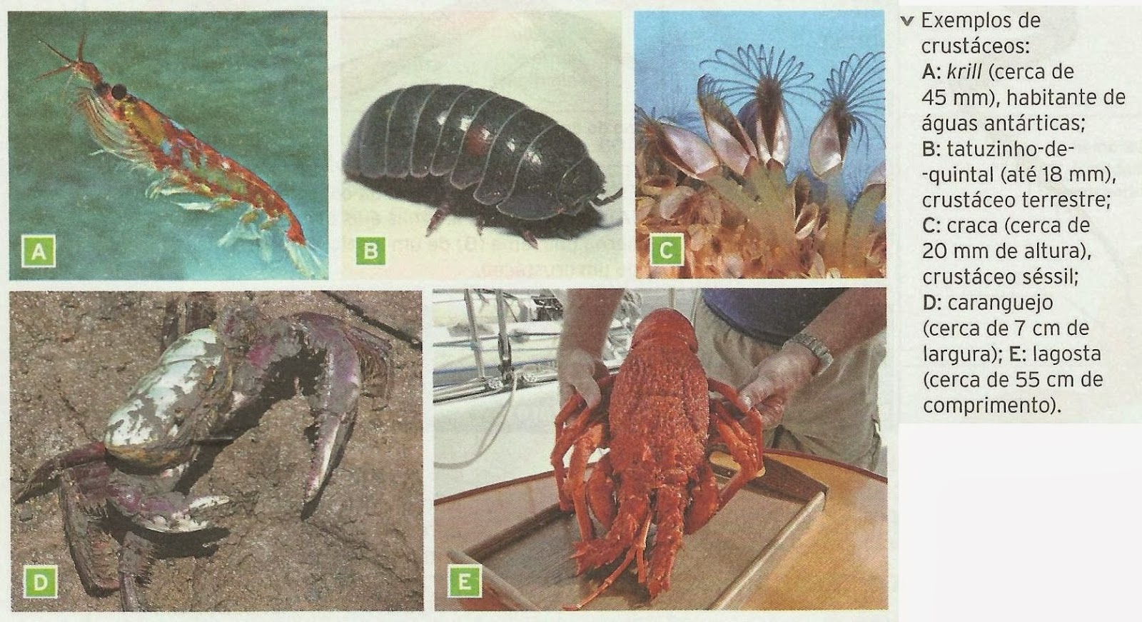 Crustaceos Caracteristicas