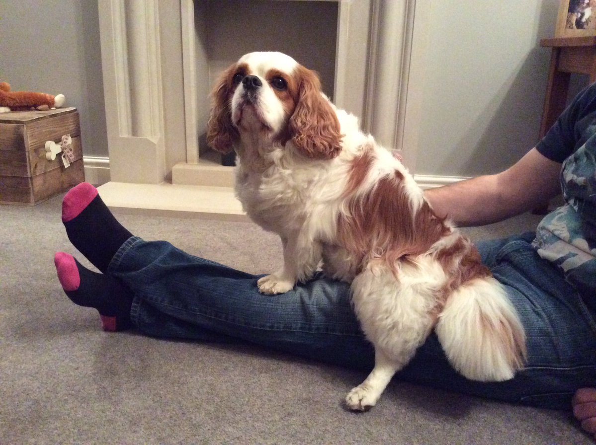 Cavaliers' Guide to the Etiquette of Poses ... The Manual: More Clever ...