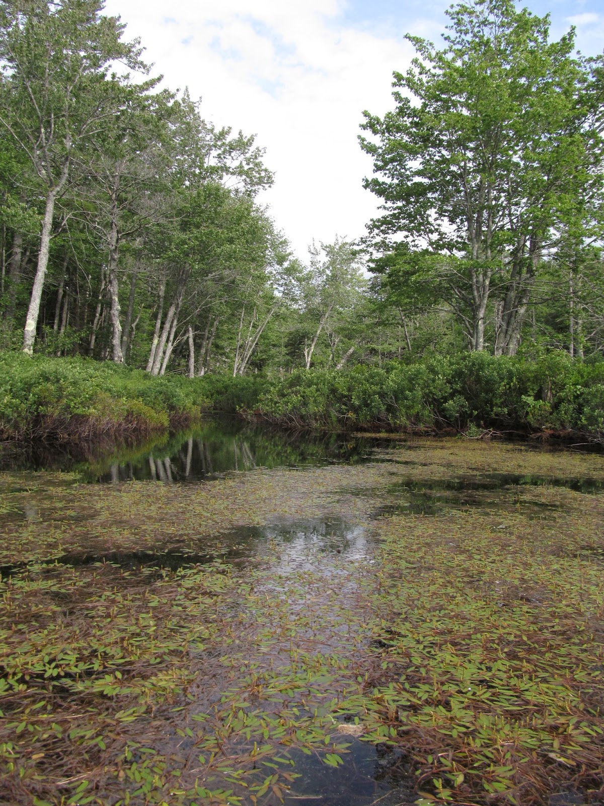 Recreational Kayaking in Maine: Concord Pond, Woodstock, Maine (And my ...