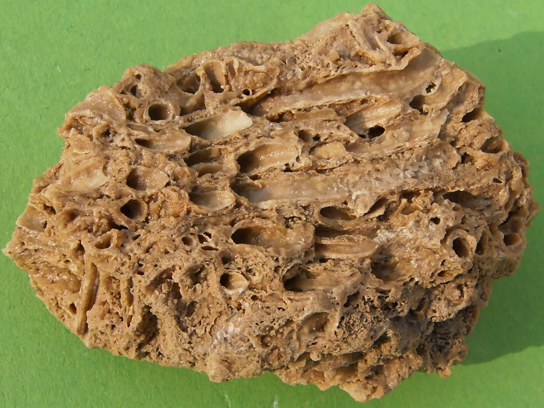 Fossil corals: Fossil corals: Syringopora