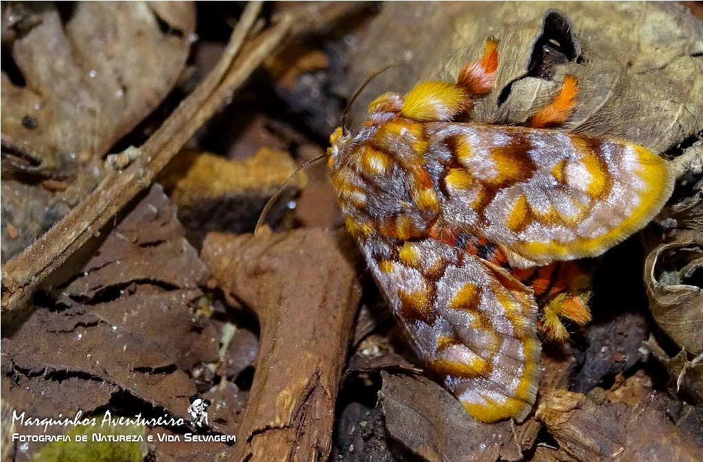 Borboletas e Mariposas: Phobetron hipparchia (Cramer, 1777) ♀