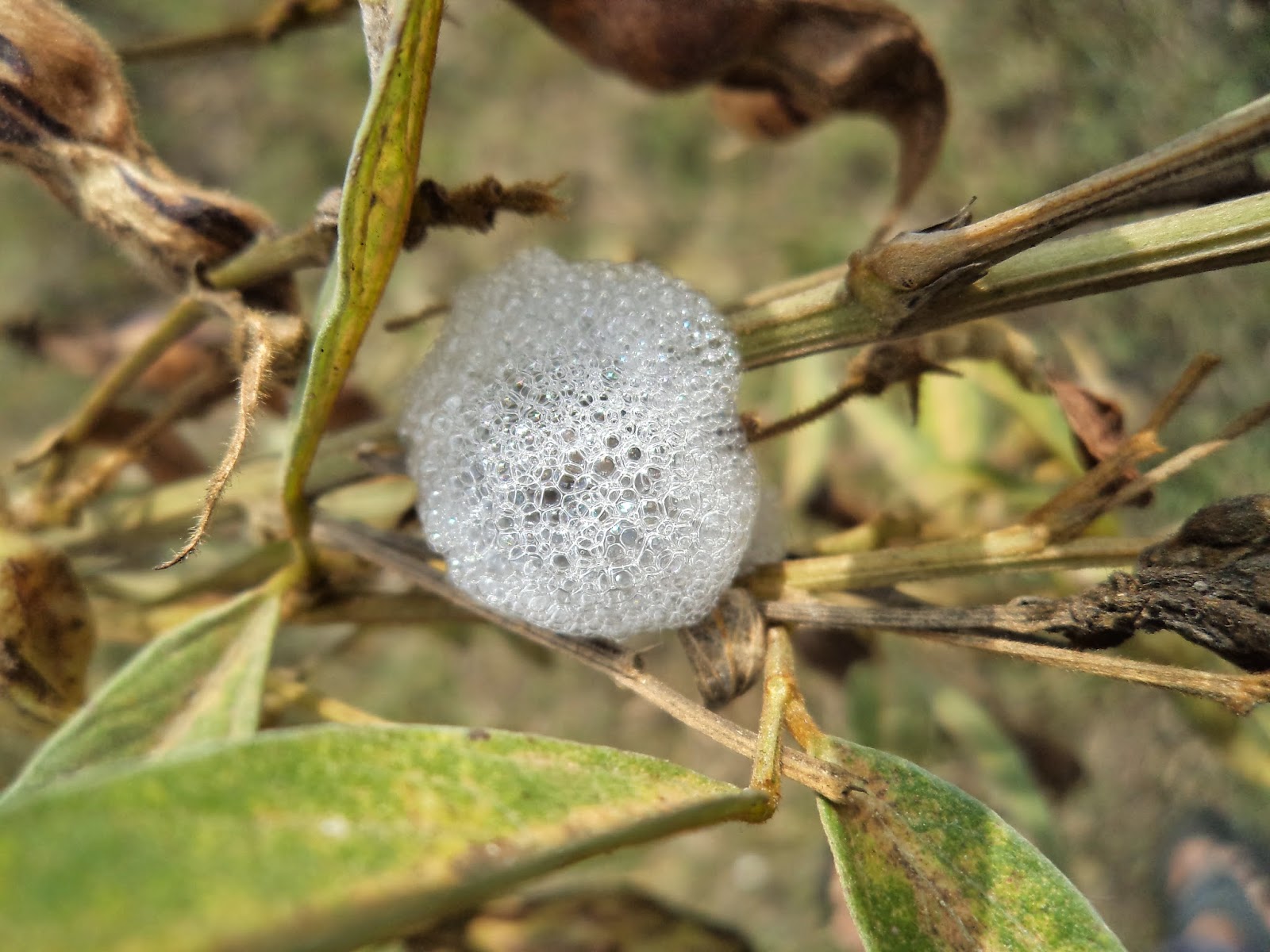 Its Sandy's World...: Some real field photos of Insect Pests of Pigeon ...