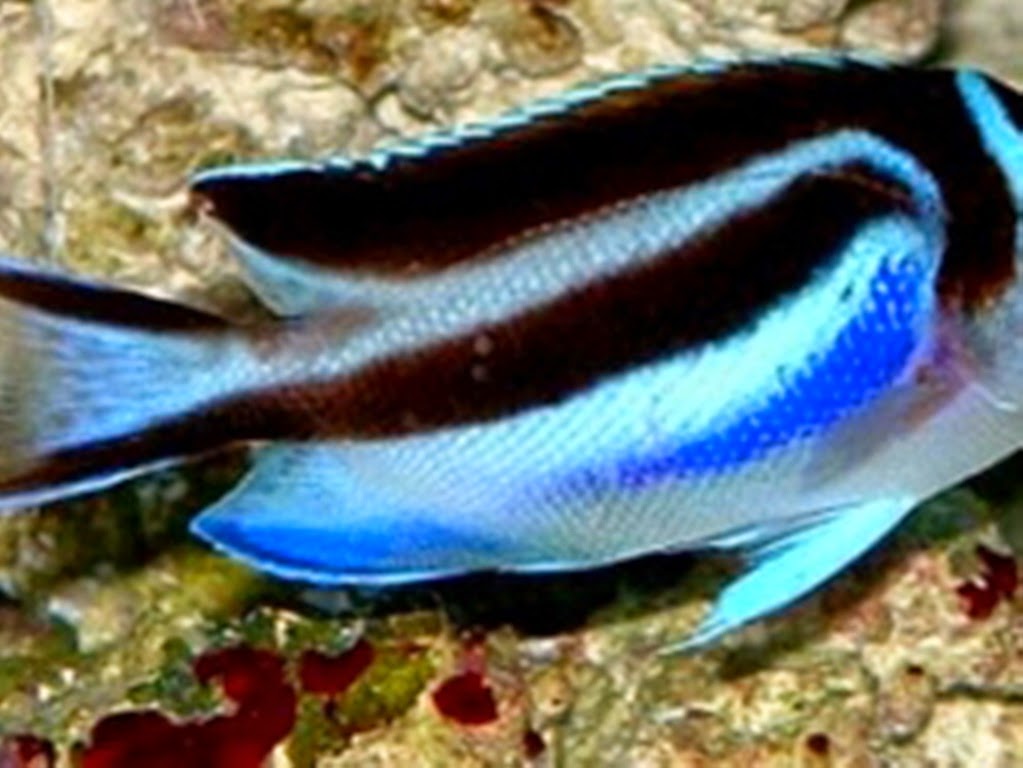 Angelfish - Ikan Angel