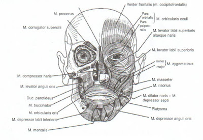KAS SİSTEMİ (Systema Musculare)