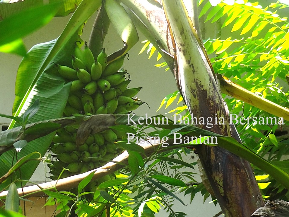 Kebun Bahagia Bersama: Sulur Pisang Bantan