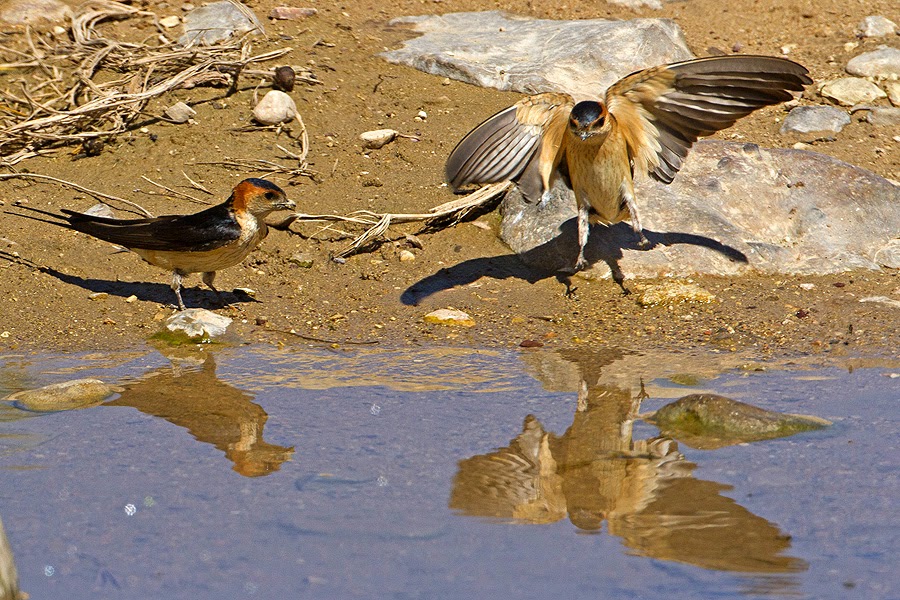 Bird Guide: Birding Málaga - Andalucia Spain